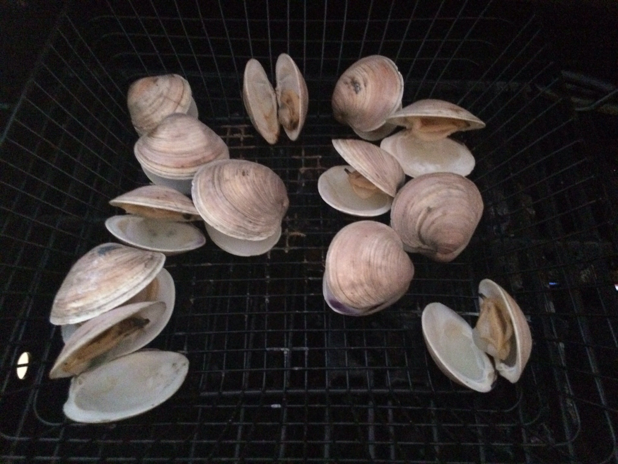 Grilled Cherrystone Clams – Two Cousins and a Skillet