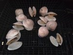Grilled Cherrystone Clams – Two Cousins and a Skillet