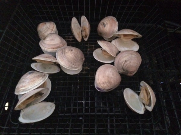 Grilled Cherrystone Clams – Two Cousins and a Skillet